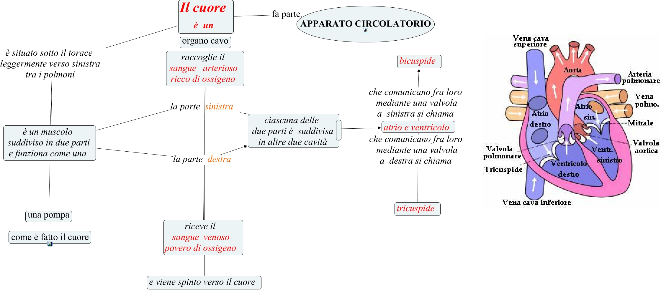 il cuore - come è fatto il cuore
